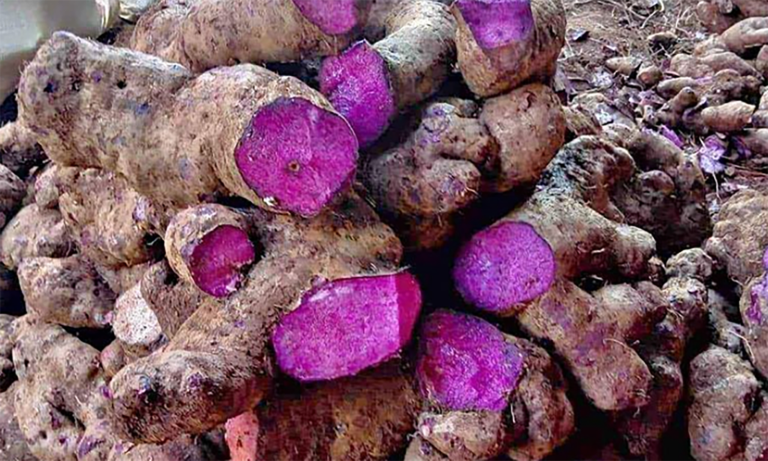 Exploring the Sweet and Vibrant World of Ube - Miz En Place